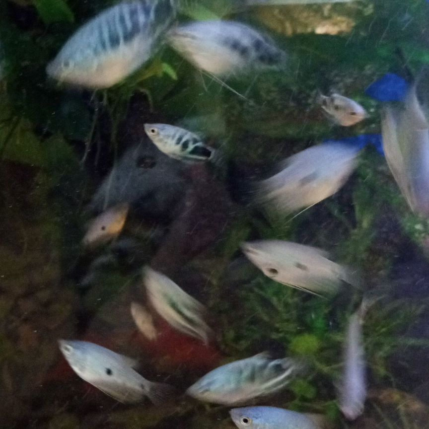 Мраморный гурами мальки