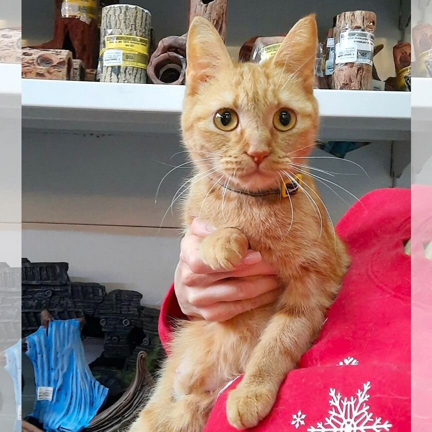 Взрослая, Девочка кошка в добрые руки