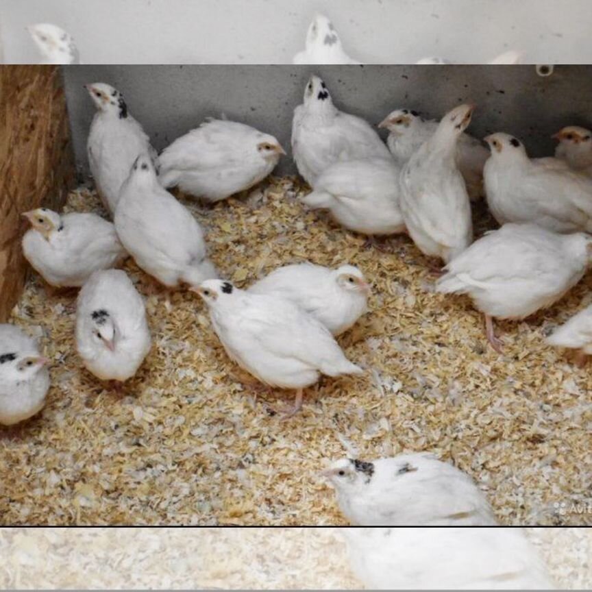 Перепела продажа