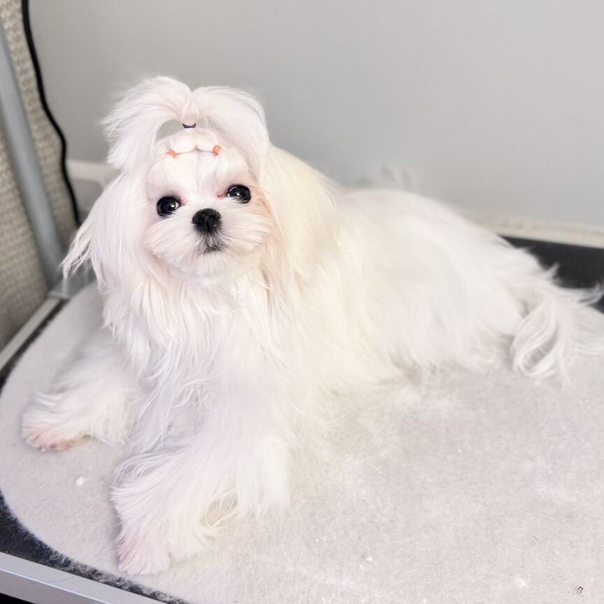 Мальтезе Корея девочка