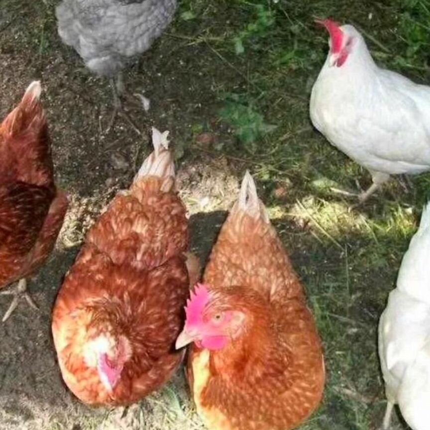 Лучшие курочки несушки