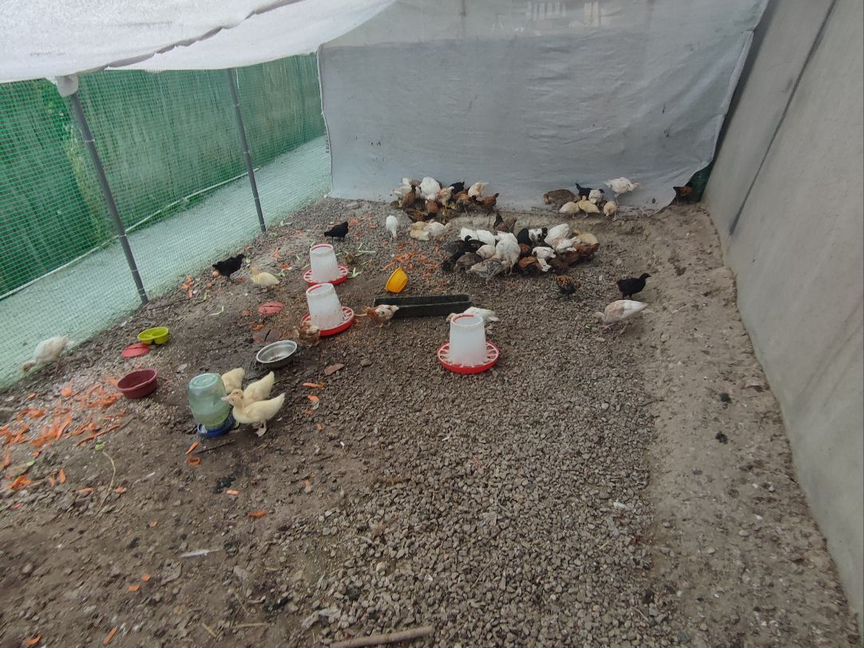 Индюки и индоутки