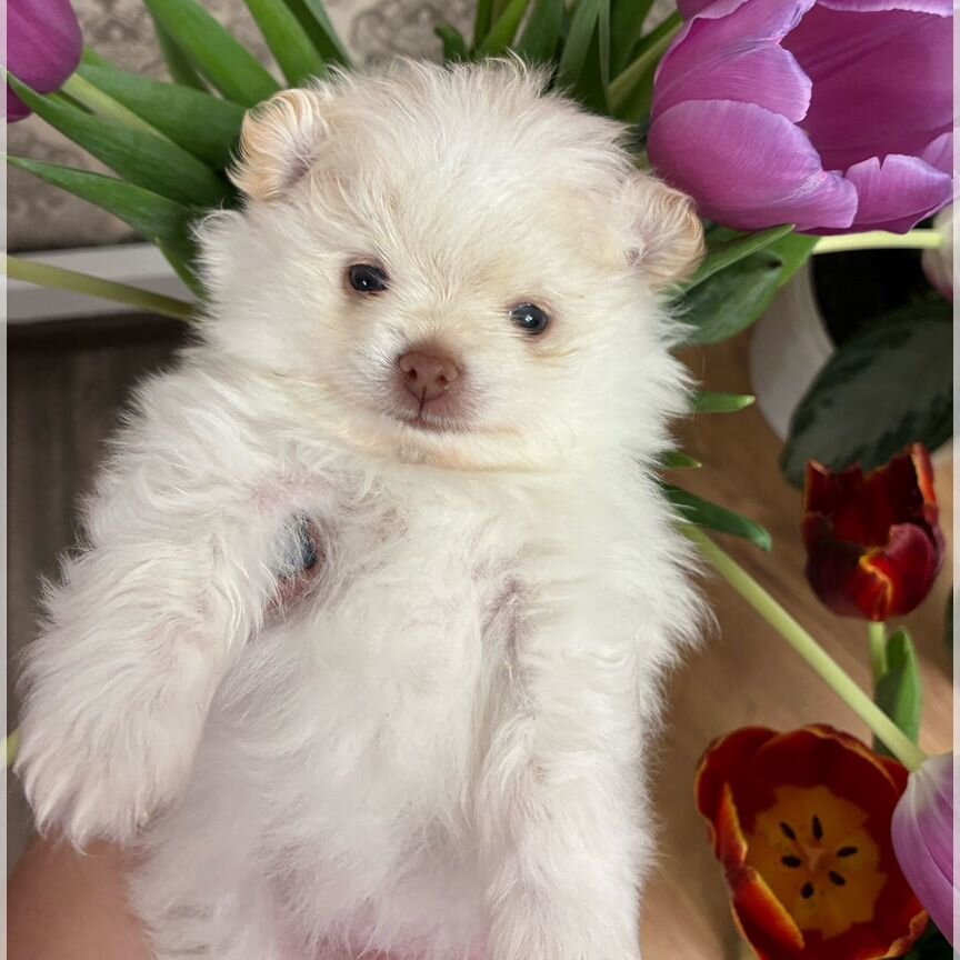 Немецкий шпиц, щенок