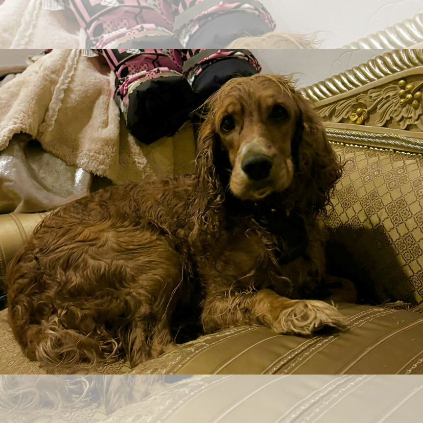 Кокер спаниель