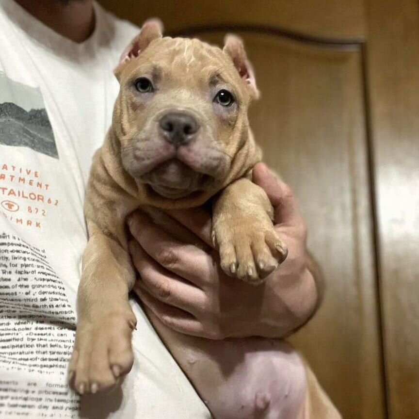 Щенок американского булли мальчик