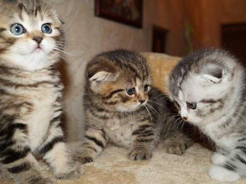 Шотландские котята