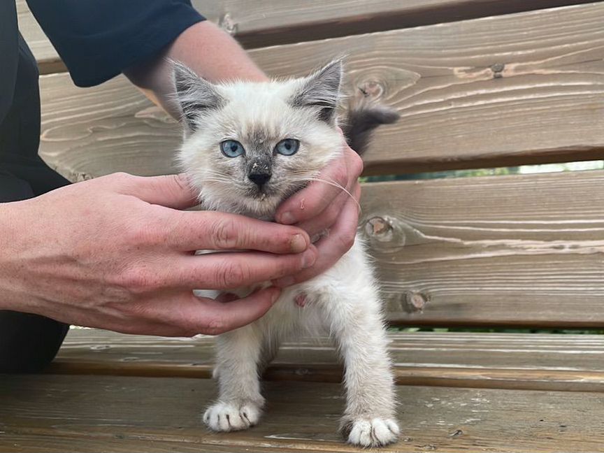 Котята бесплатнов дар
