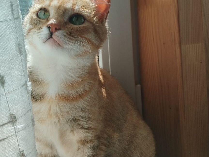 Рыжая кошечка в добрые руки