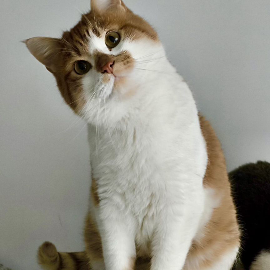 Кот Оникс