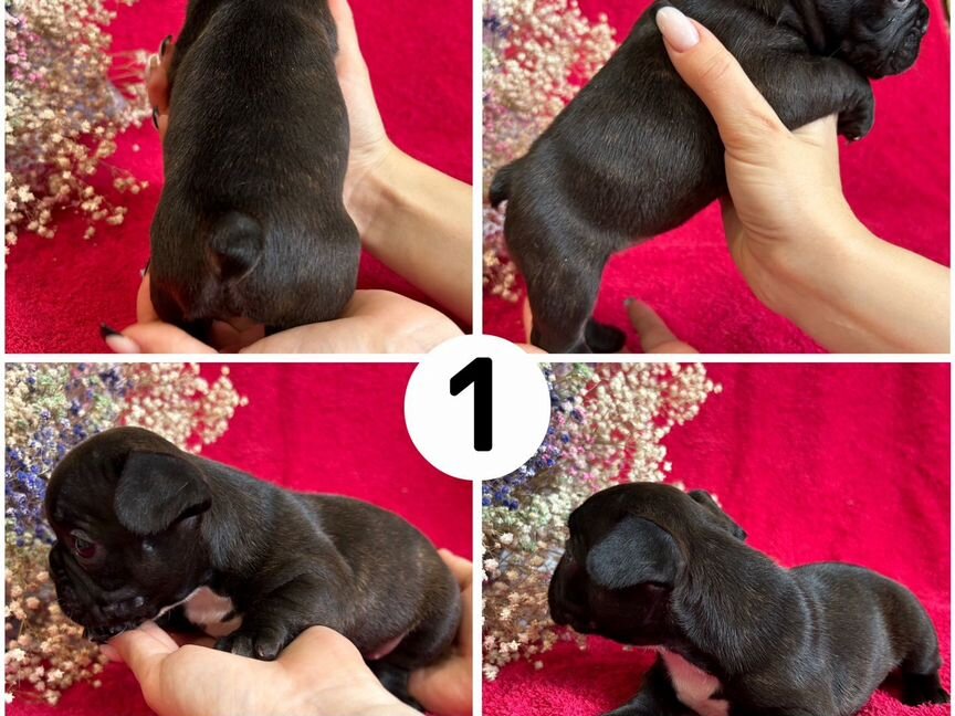 Французский бульдог