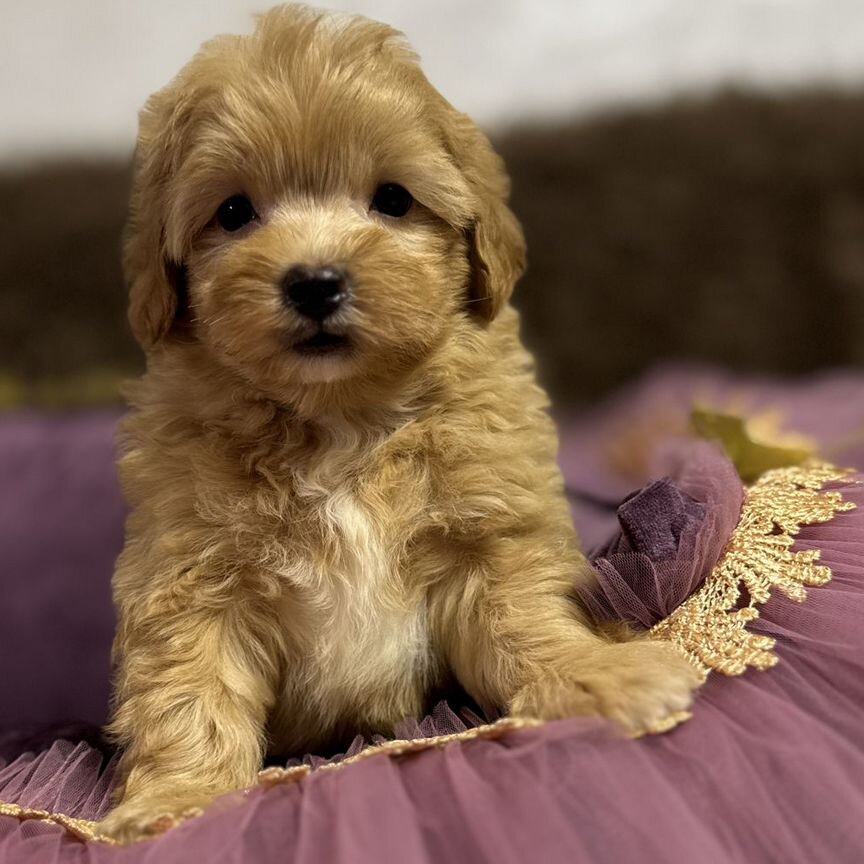 Мальтипу, щенок