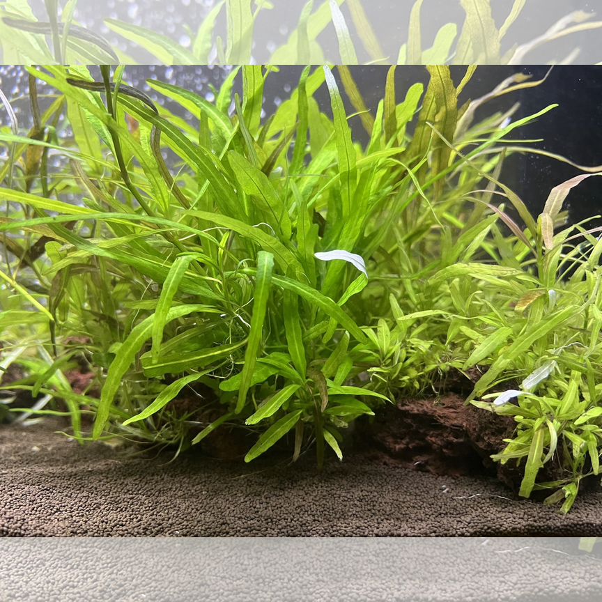 Растение на лаве в аквариум