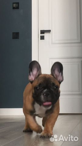 Французский бульдог