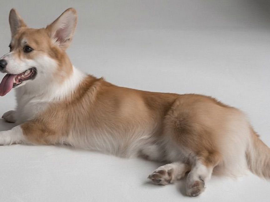 Вельш-корги пемброк