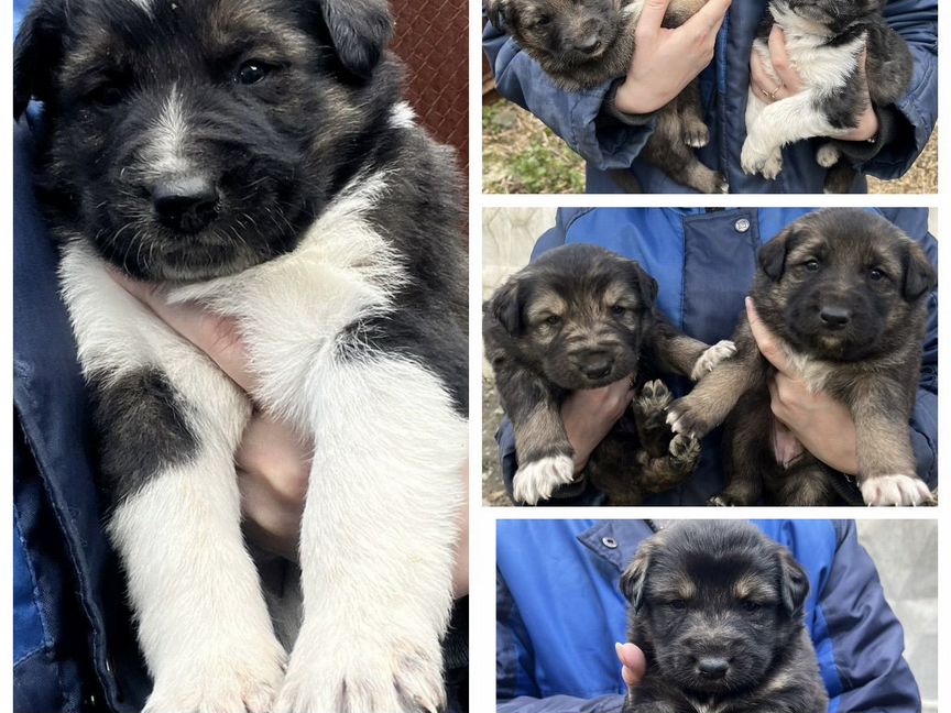 Щенки бесплатно