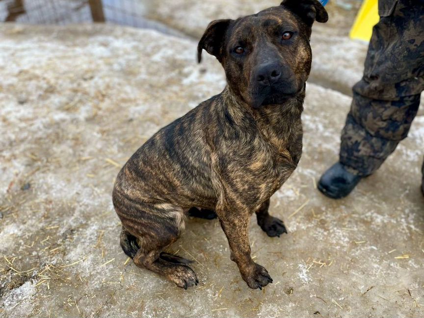 Собака в добрые руки отдам бесплатно