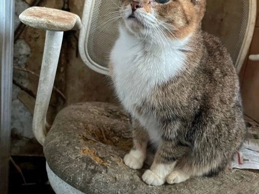 Милая, добрая, умная кошечкаЛеди очень нуждается