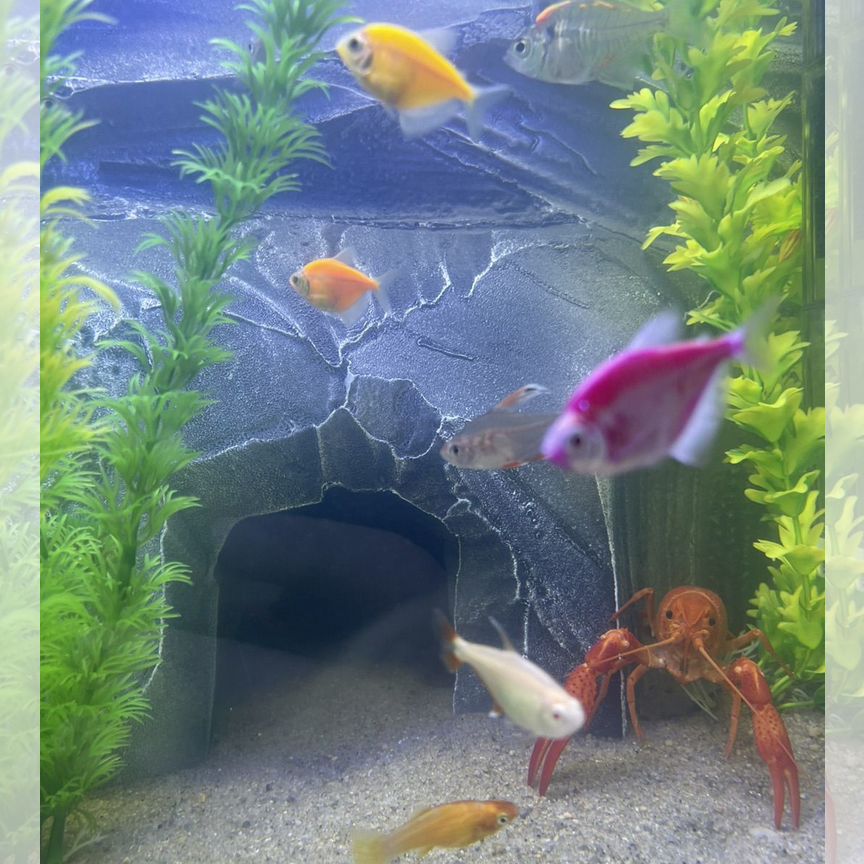 Аквариумные раки