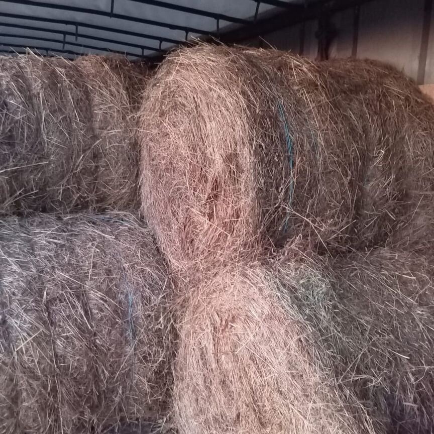 Продам сено в рулонах