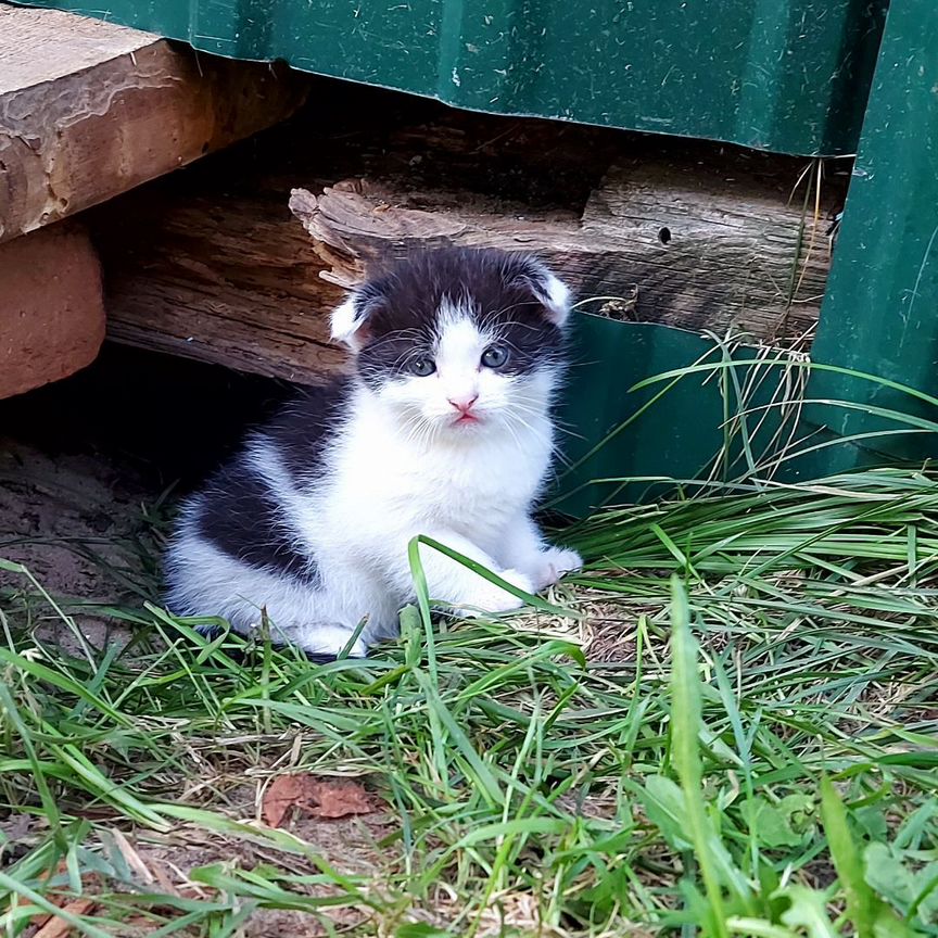 Котики бесплатно