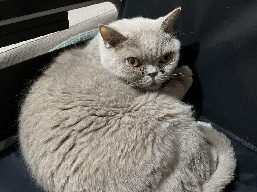 Британская кошка бесплатно