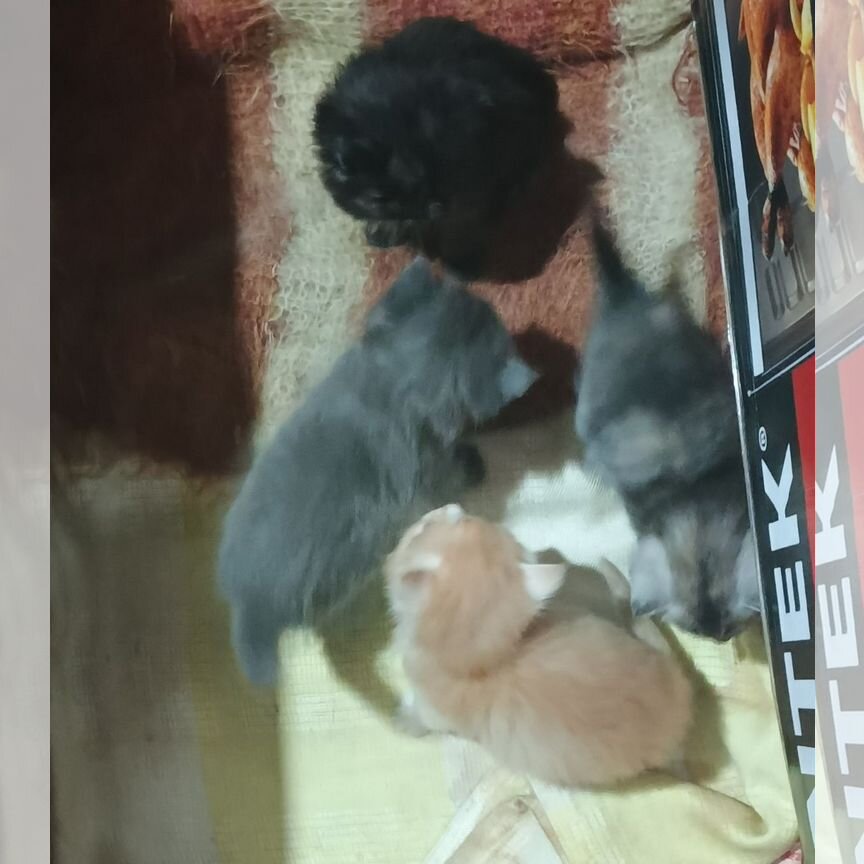 Котёнок в добрые руки