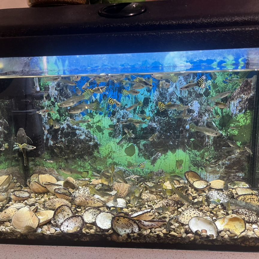 Аквариум с рыбками