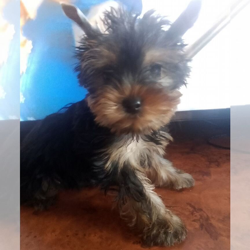 Йоркширский терьер, щенок