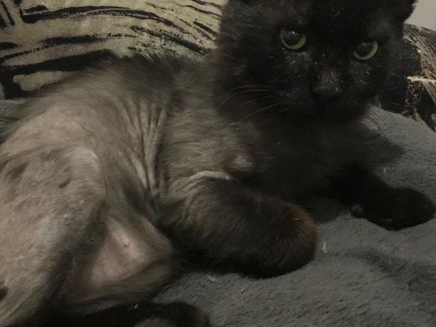 Чебурашка) уникальный кот