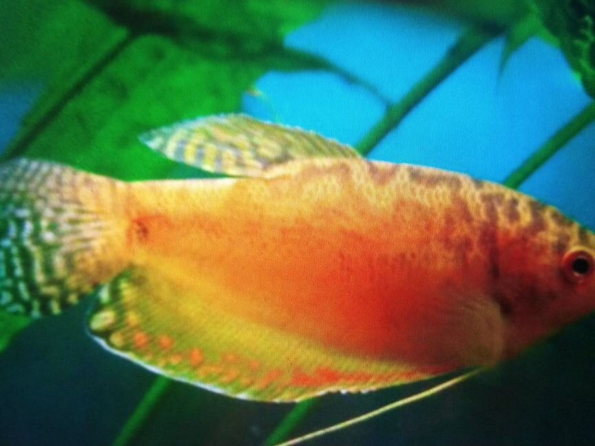 Гурами золотистый