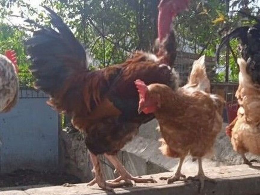 Петухи голошейка