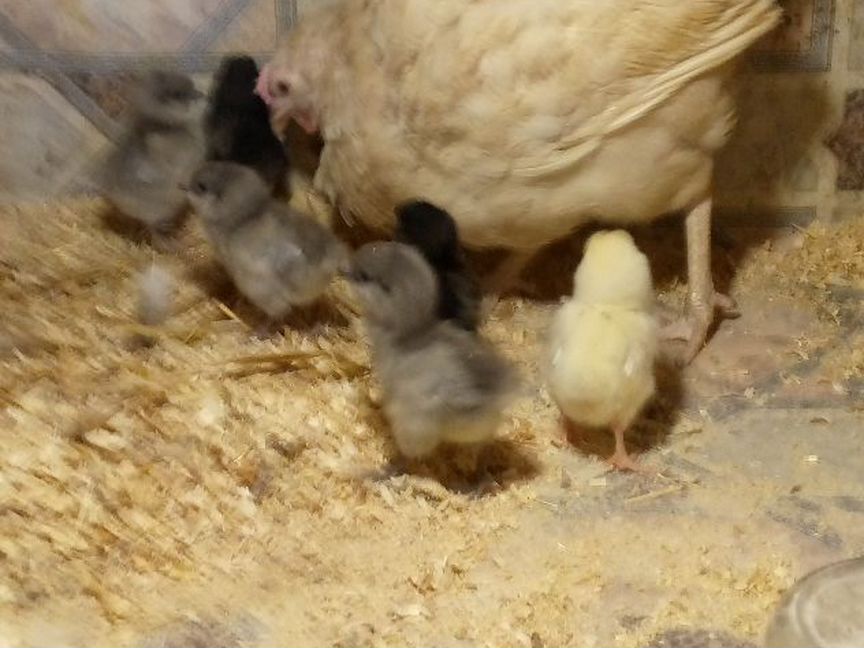Цыплята. с клушей. И. цыплята