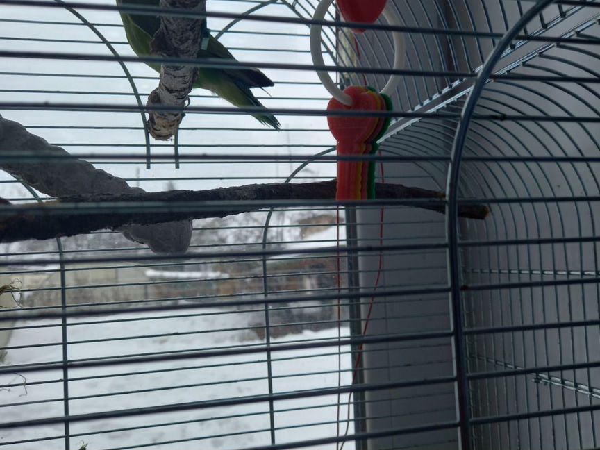 Попугай Неразлучник