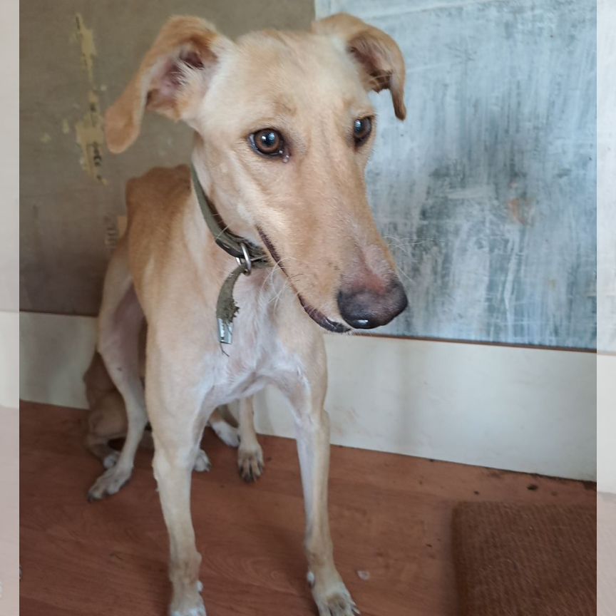 Взрослая собака в добрые руки