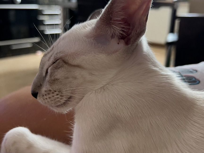 Котенок Ориентал Тебби Сиам