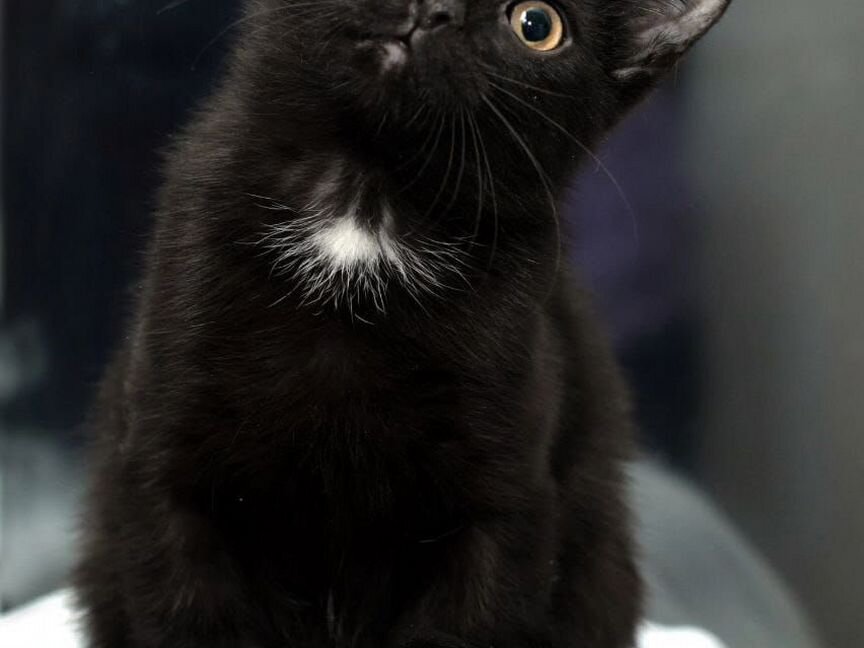 Котенок Багира 4 мес