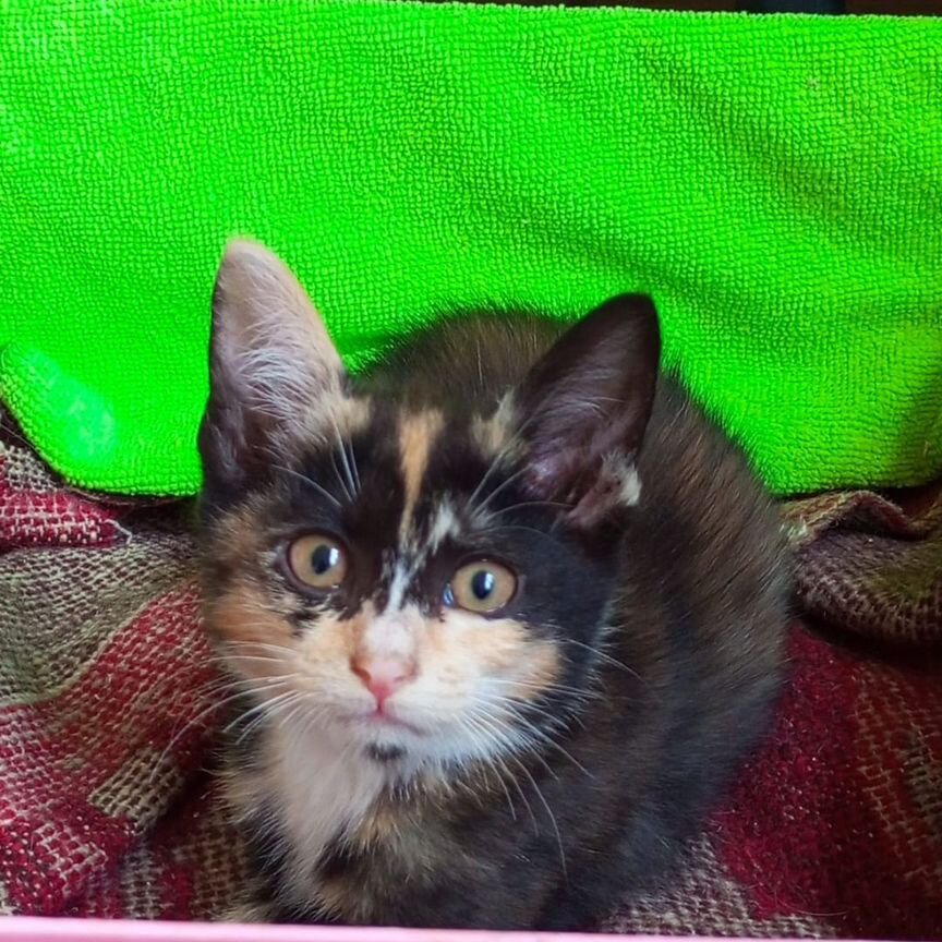 Котятки в масках) 1,5 месяца, выбросили