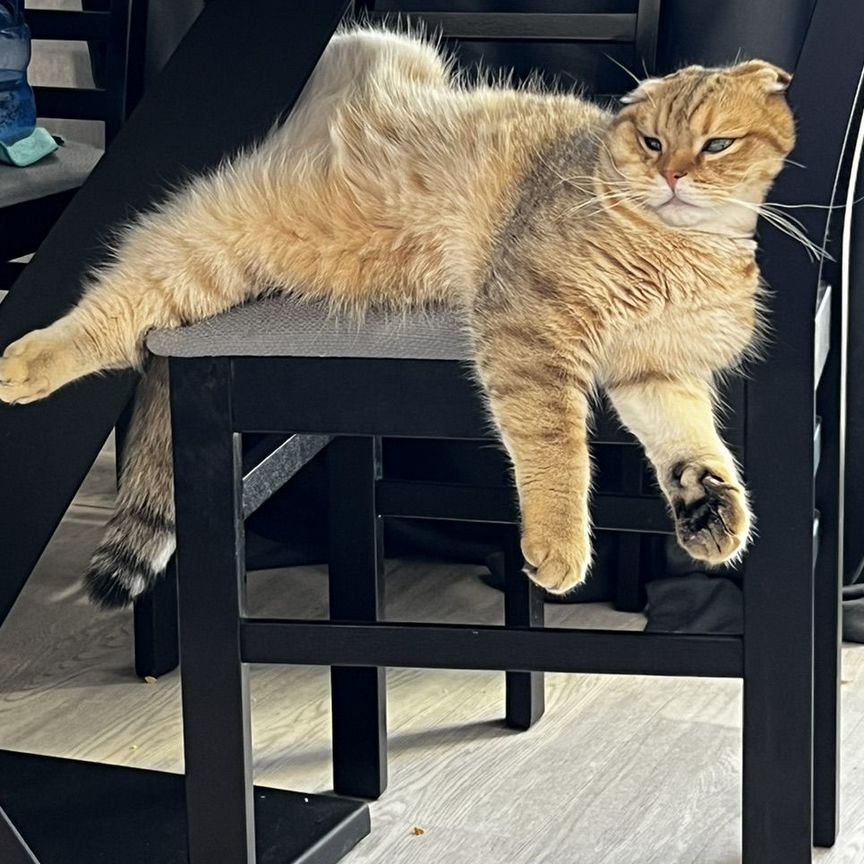 Шотландский вислоухий кот