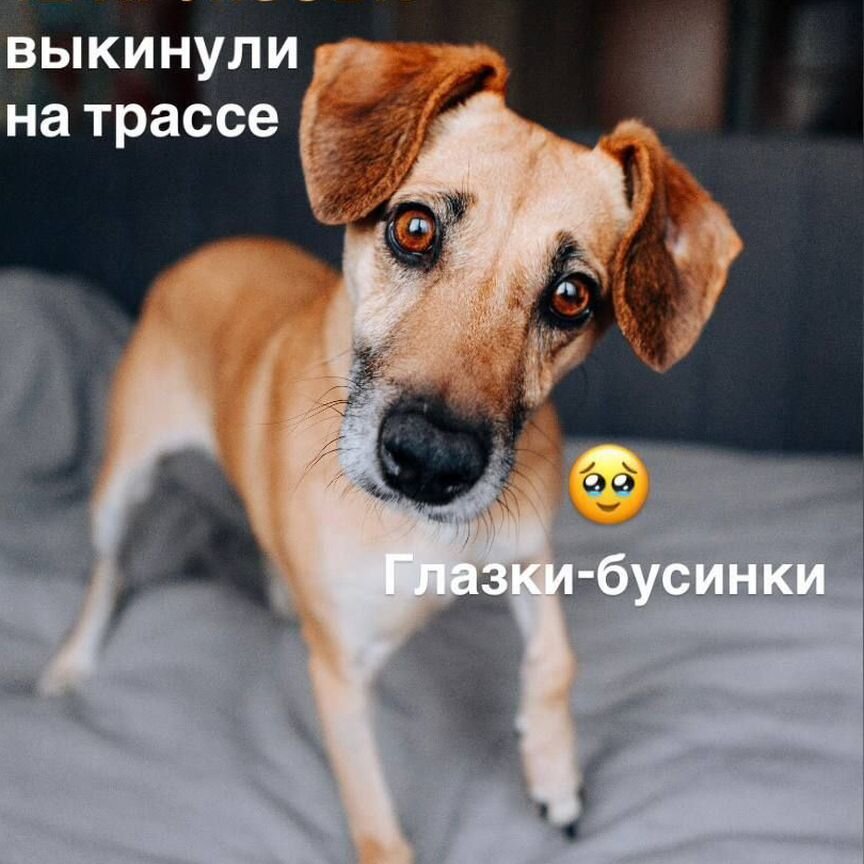 Взрослая собака в добрые руки