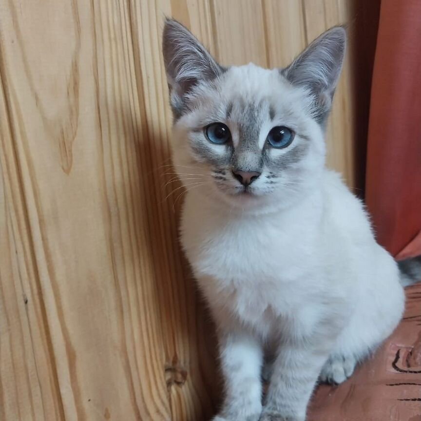 Котенок бесплатно