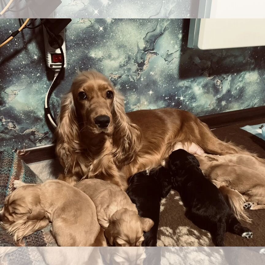 Английский кокер-спаниель, щенок