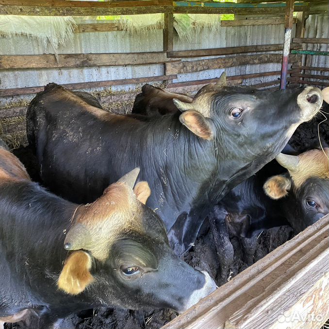 Быки живым весом