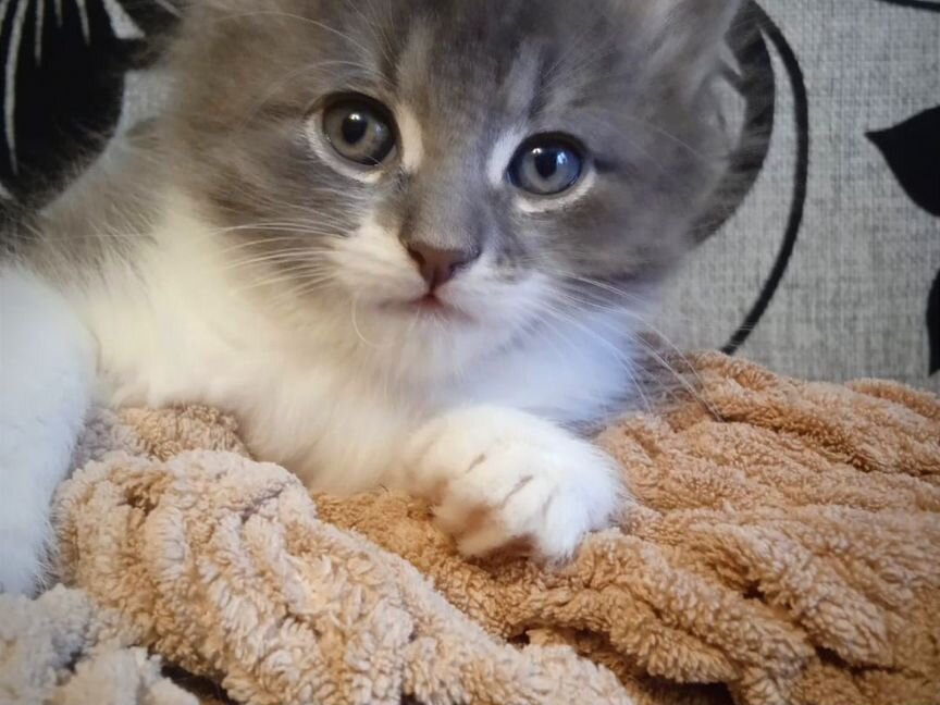 Котенок в добрые руки