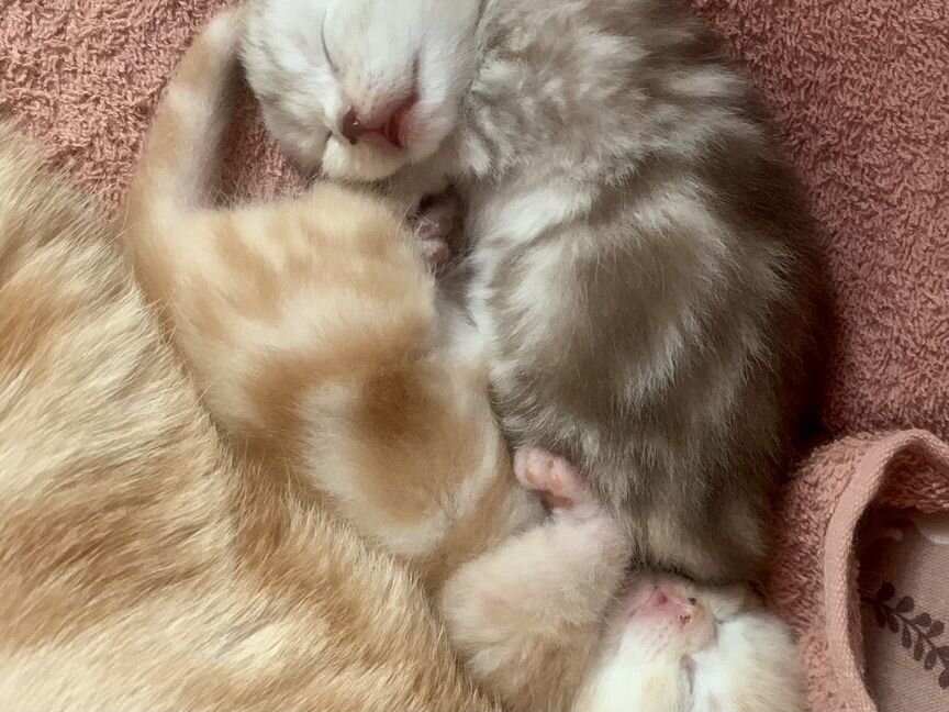 Шотландские котята