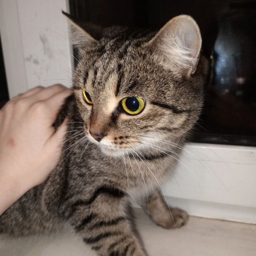 Кошки