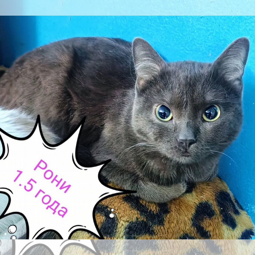 Пепельный котик Рони