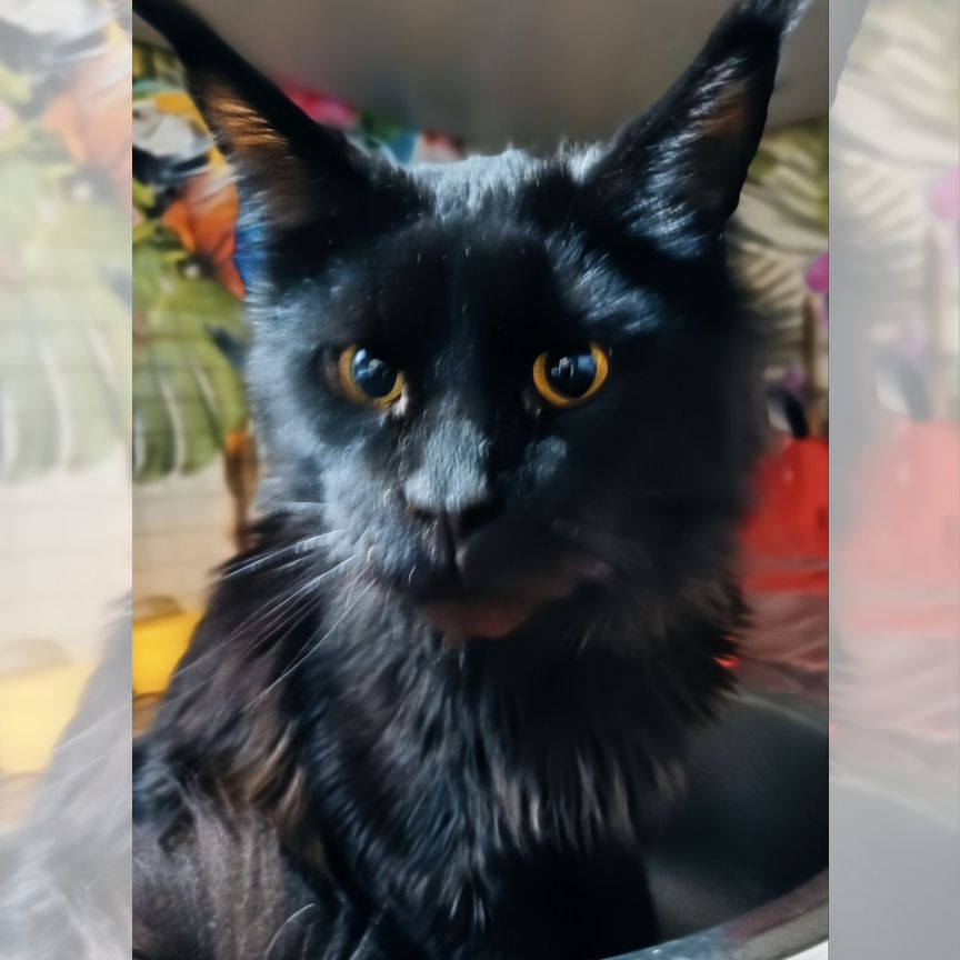 Мейн-кун, взрослый кот