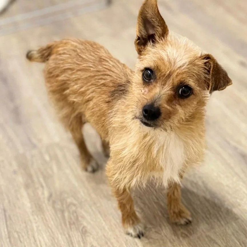 Взрослая собака в добрые руки