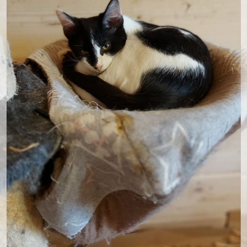 Котенок мальчик, спасённый с улицы в добрые руки
