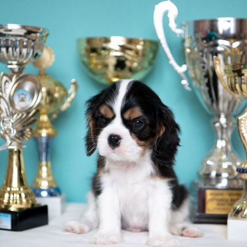 Кавалер кинг-чарльз-спаниель, щенок